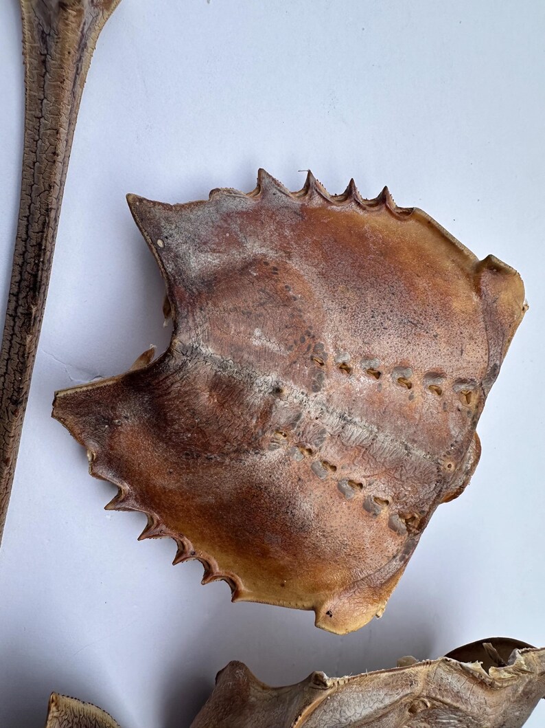 Preserved Horseshoe Crab Shell Lot Authentic Broken Shells, Perfect for ...