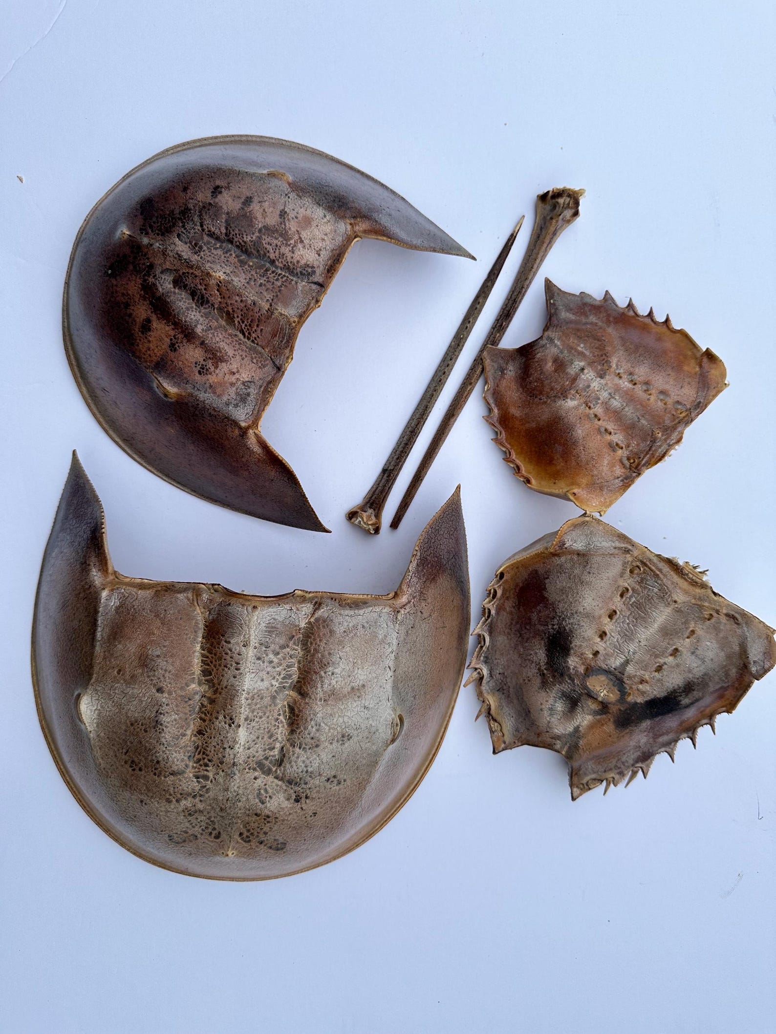 Preserved Horseshoe Crab Shell Lot Authentic Broken Shells, Perfect for ...