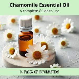 Roman Chamomile Essential Oil | Complete Guide to Chamomile Essential ...
