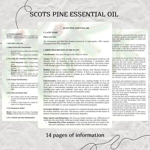 Pine Essential Oil | Complete Guide to Scots Pine Essential Oil | Properties | Aromatherapy ...