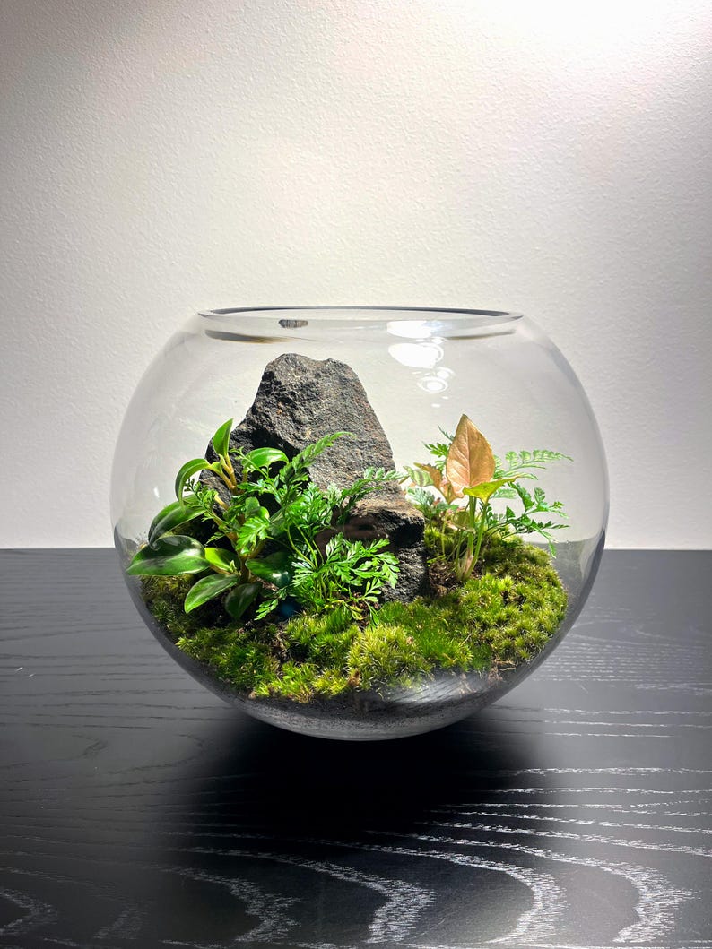 Medium Glass Terrarium - Etsy Australia