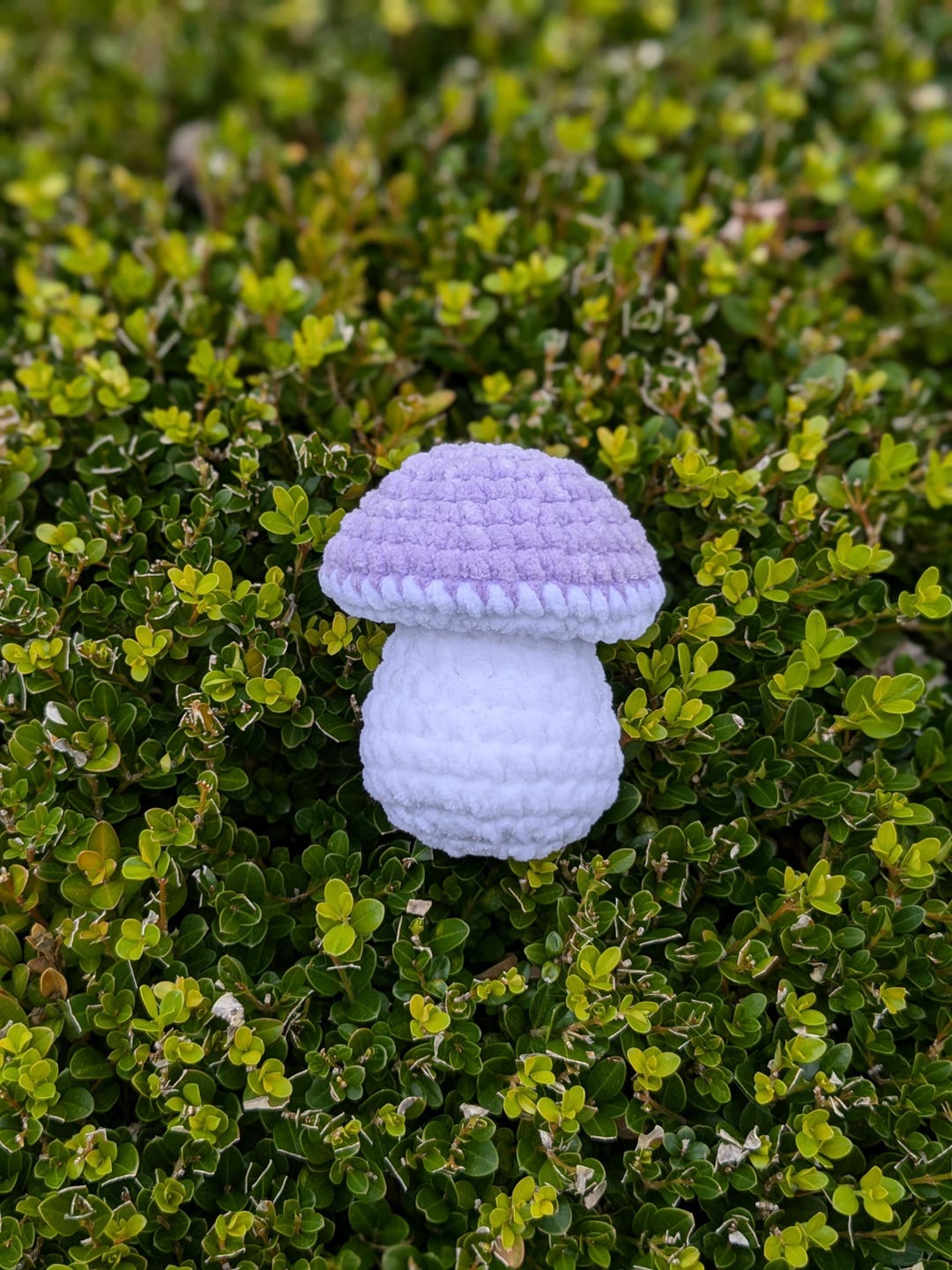 Pop-up Fidget Mushroom - 4 Inches - Etsy