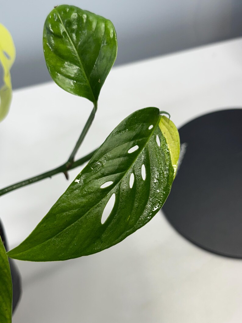 Monstera Adanosonii Variegated Aurea - Etsy