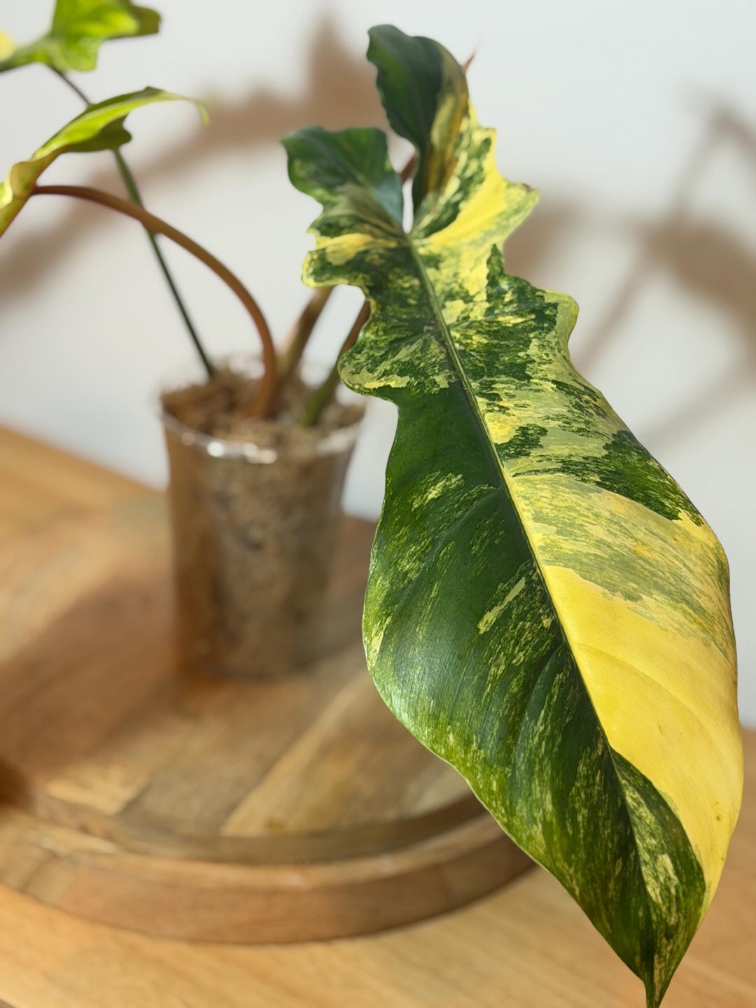 Philodendron Florida Beauty X Bob Cee Variegated - Etsy