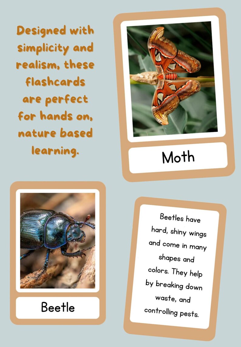 Montessori Inspired Bug Identification Study Cards. - Etsy