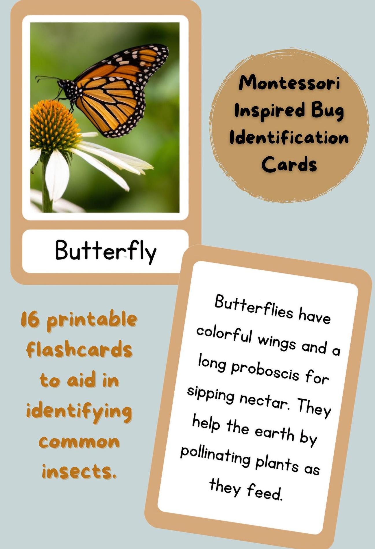 Montessori Inspired Bug Identification Study Cards. - Etsy