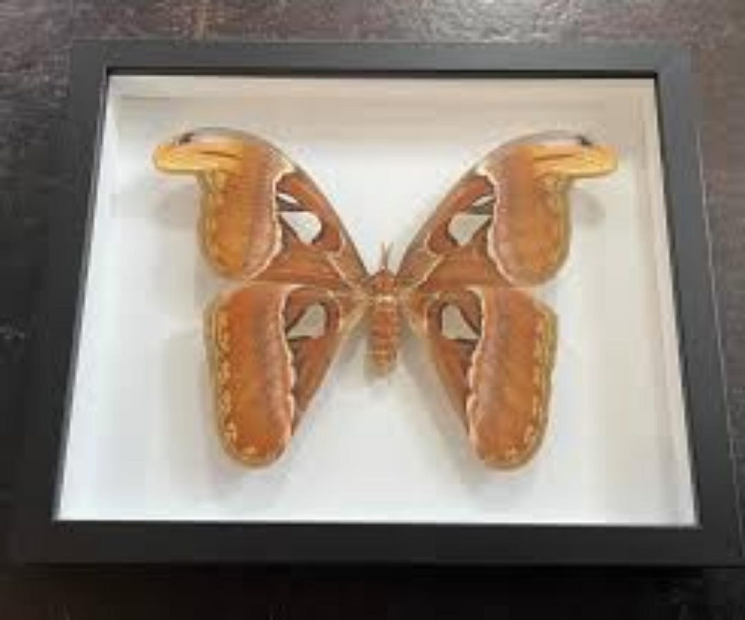 Real Framed Insect Taxidermy Atlas Moth Collections in Wood & Glass ...