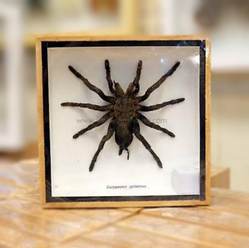 Framed Tarantula Taxidermy Collection in Wood & Glass Frame – 6" X 6 ...