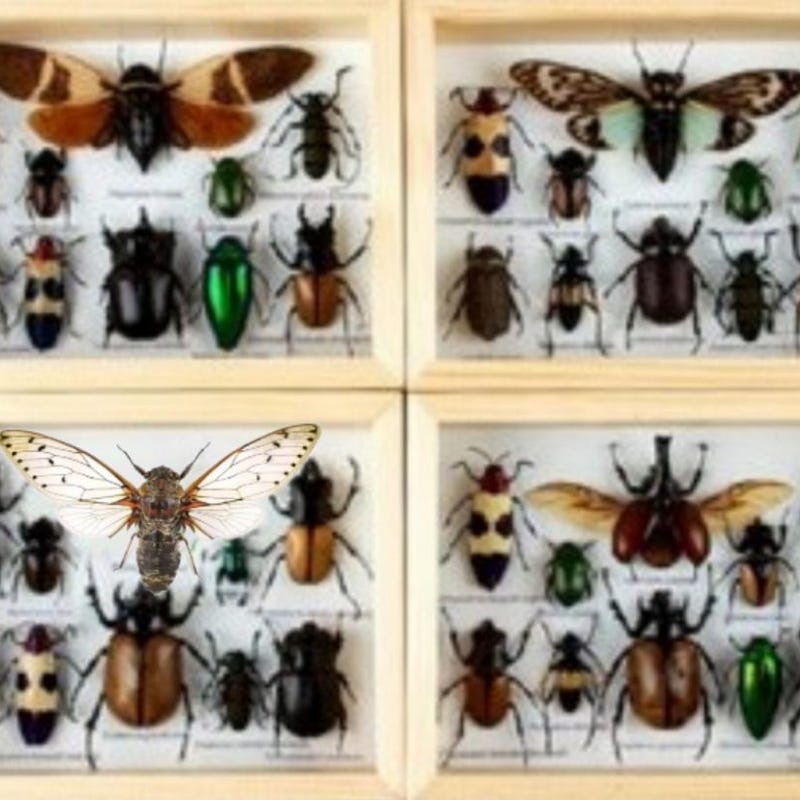 Insect Collection - Etsy