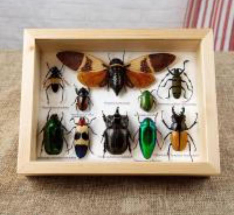 Real Framed Mixed Insects Collection in Wood & Glass Frame – 5" X 7 ...