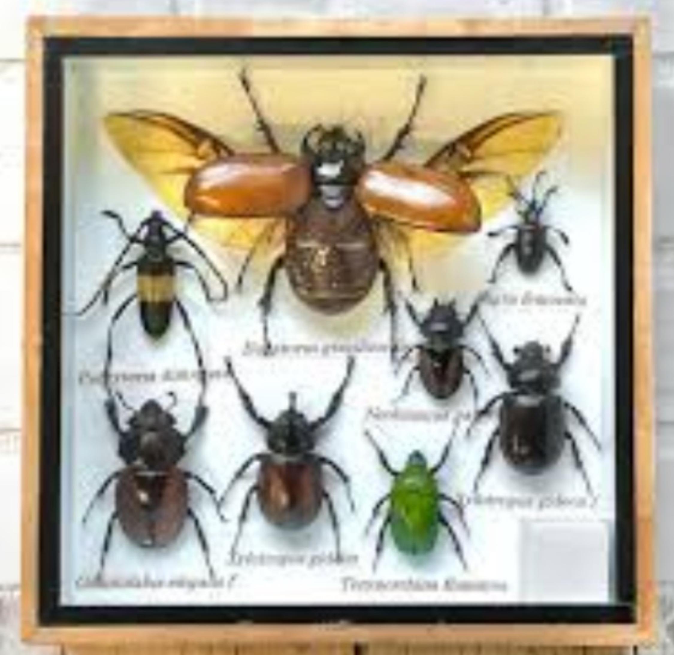 Real Framed Mixed Insect Taxidermy Asian Beetles Collections in Wood ...
