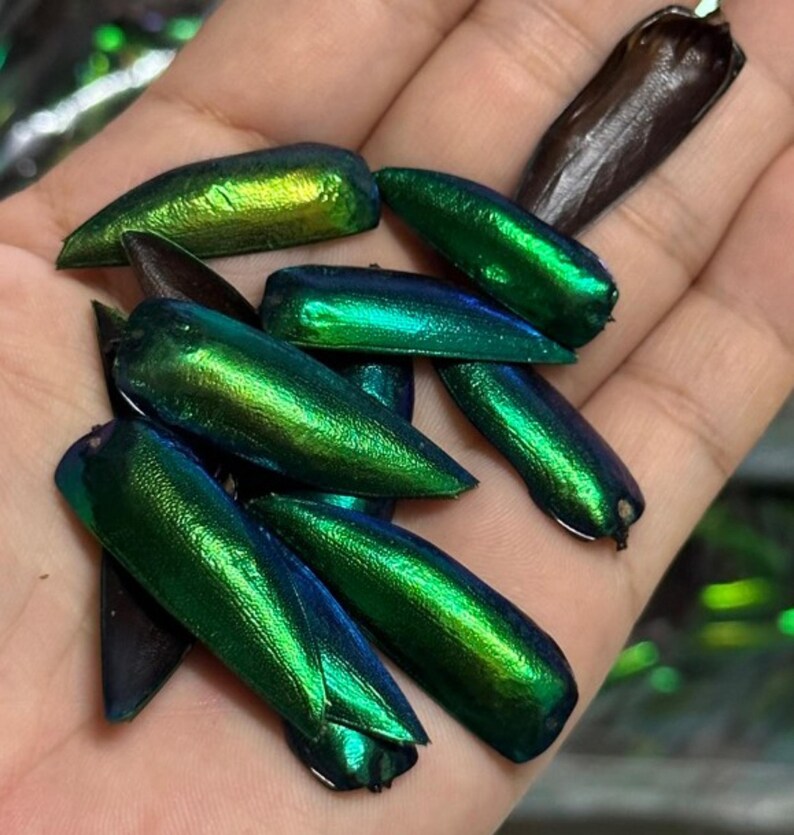 Elytra Sternocera Blue-green Beetle Wings 200 Pieces Drilled/undrilled ...