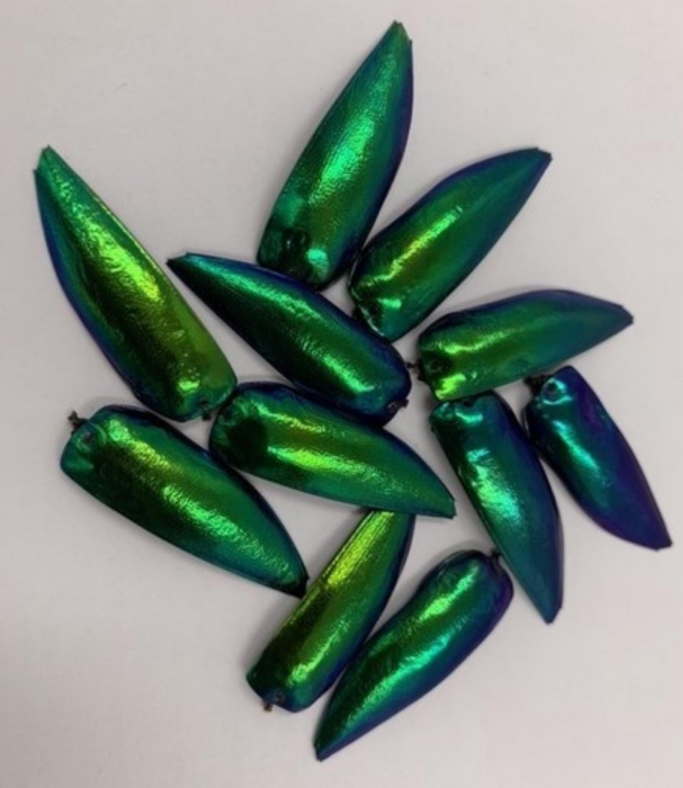Elytra Sternocera Blue-green Beetle Wings 200 Pieces Drilled/undrilled ...