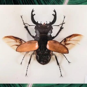 Decorative Taxidermy Framed Stag Beetle Collection in Wood & Glass ...