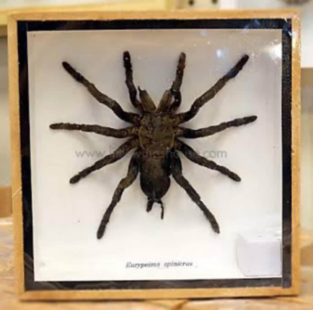 Framed Tarantula Taxidermy Collection in Wood & Glass Frame – 6" X 6 ...