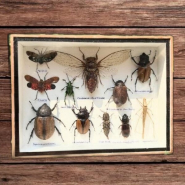 Framed Insects - Etsy