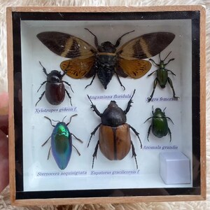 Real Framed Mixed Insect Taxidermy Asian Beetles Collections in Wood ...