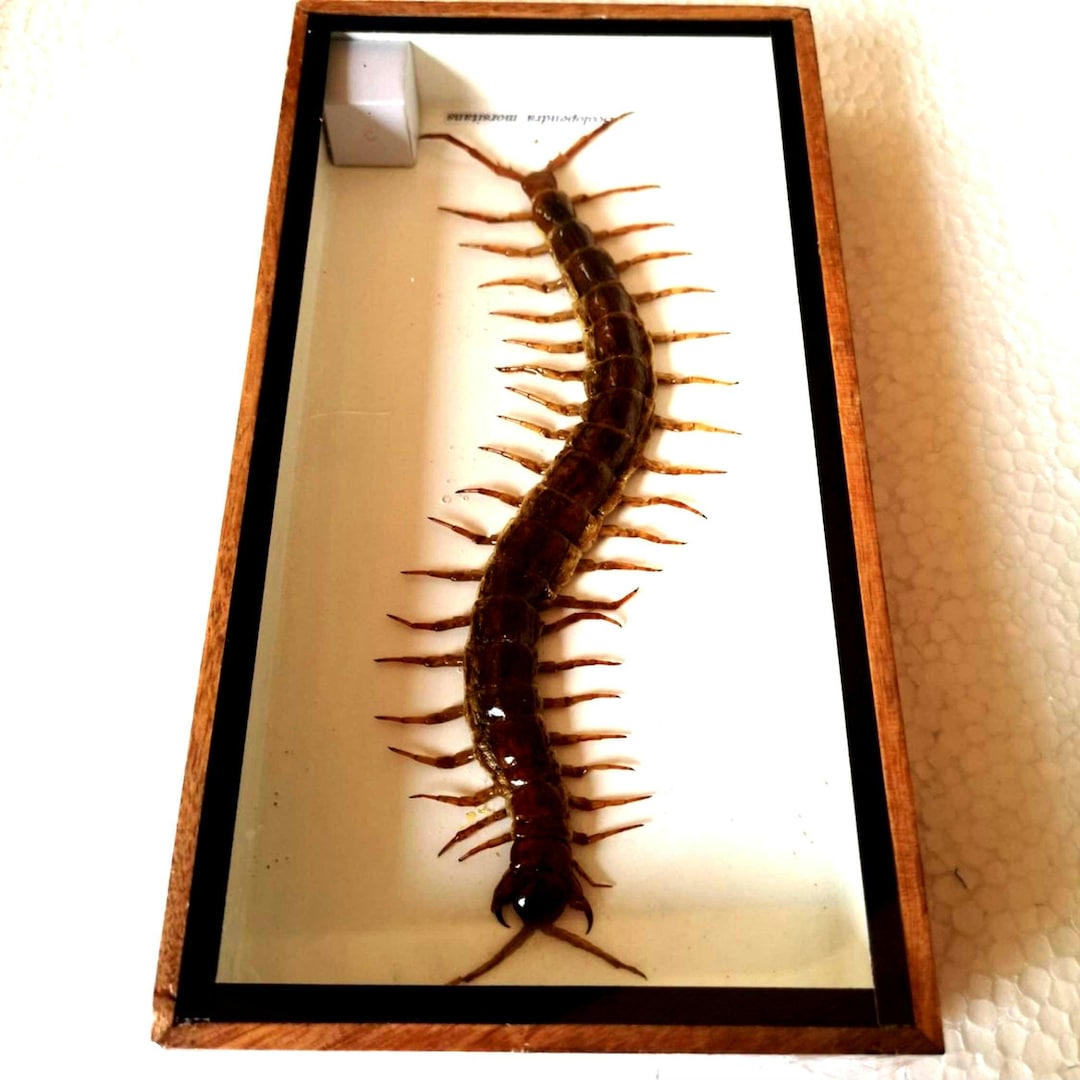 Framed Centipedes Collection in Wood & Glass Frame – 5" X 9" - Etsy