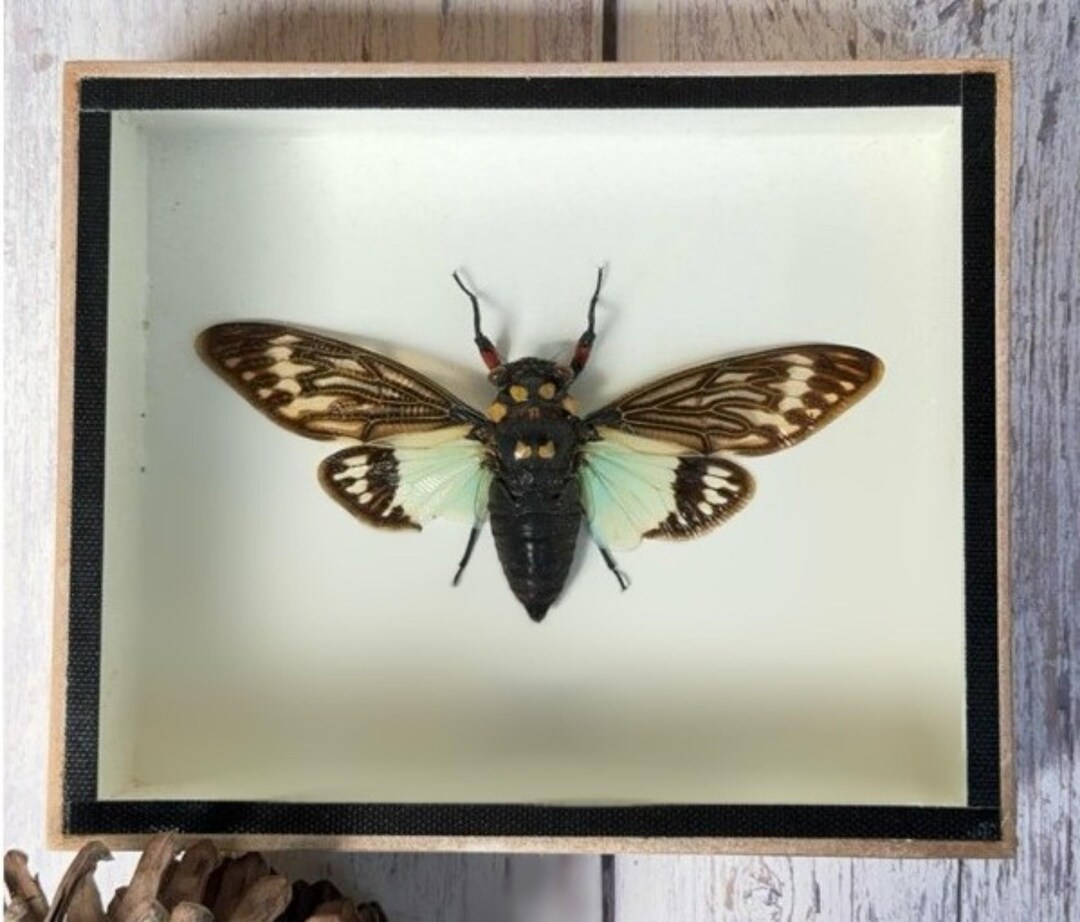 Decorative Preserved Taxidermy Blue Cicada Collection in Wood & Glass ...