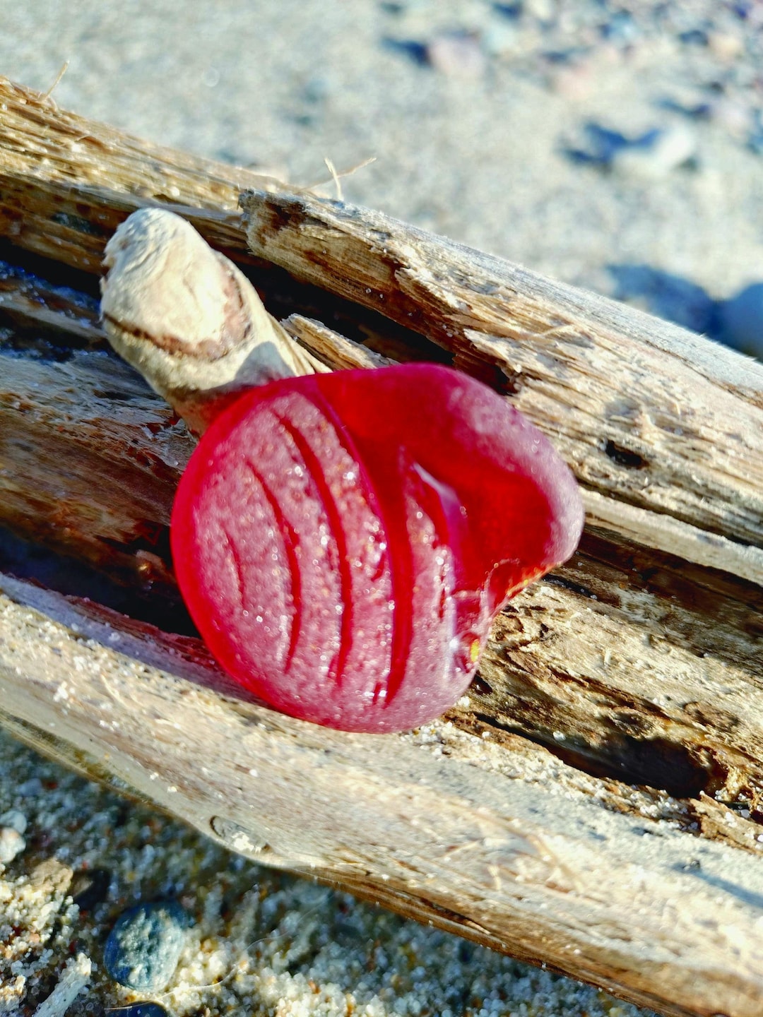 Rare Ruby Red Sea Glass: Baltic Beach Find, Coastal Decor - Etsy