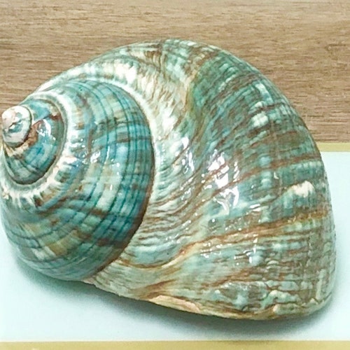 Polished Jade Turbo Shell Large Polished Trochus Polished - Etsy