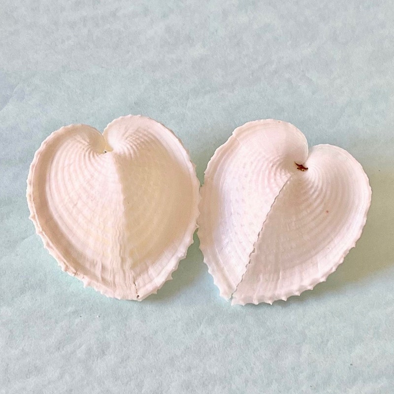 Heart Shaped Shell - Etsy