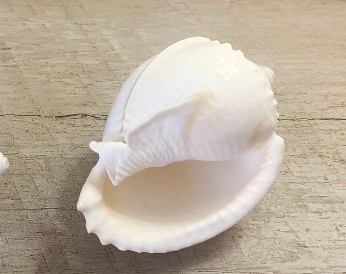 Trochus Pearled Shells-set of 5-white Shells-beach Wedding Decor ...