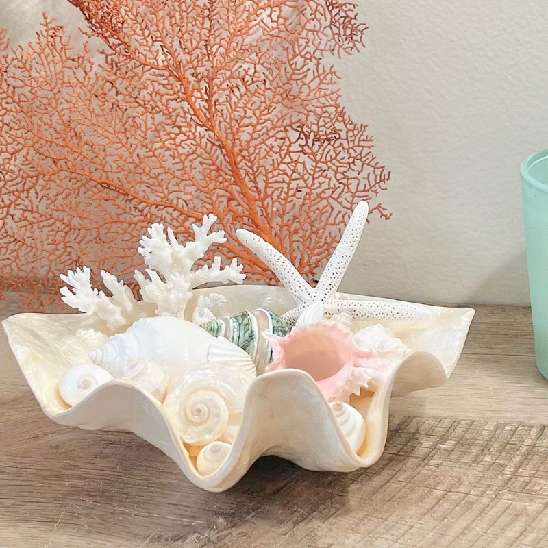 Sea Shell Decor - Etsy