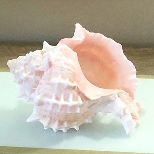 Pink Murex Shell-murex Shell-beach Wedding Decor-crafting - Etsy
