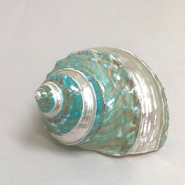 Green Seashells - Etsy