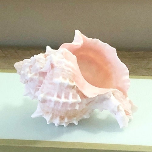 Pink Murex Shell-murex Shell-beach Wedding Decor-crafting - Etsy