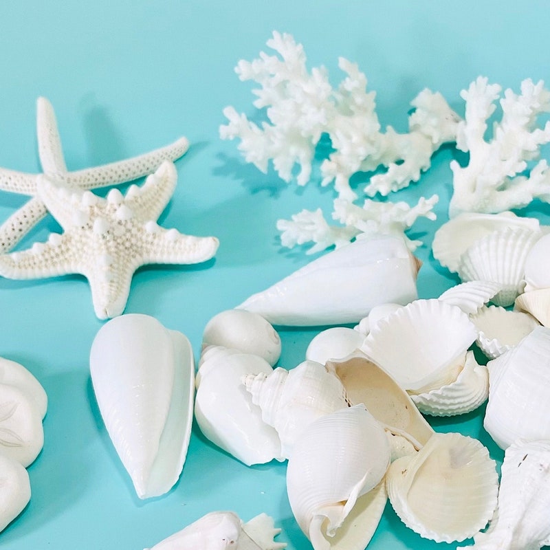 SeashellCollection - Etsy