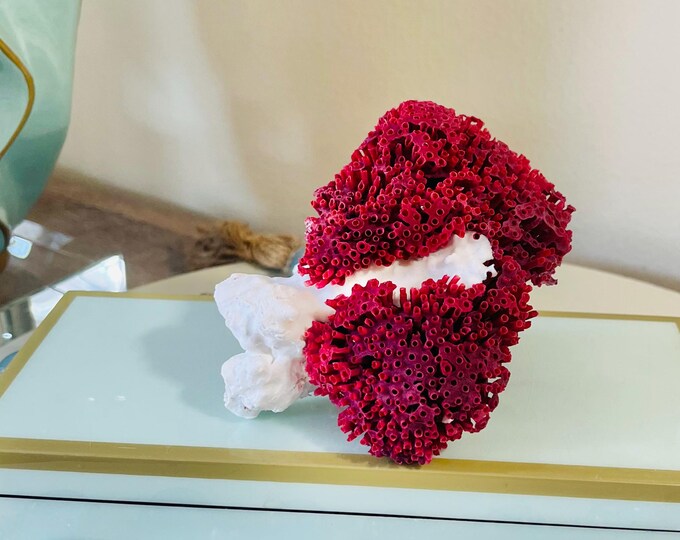 Natural Real Red Pipe Organ and White Coral - Coastal Beach Decor 35th ...