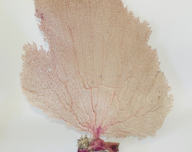 SeashellCollection - Etsy