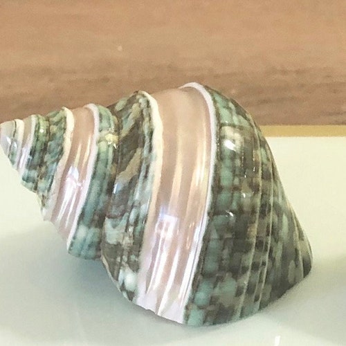 Seashells Large Green Banded Jade Turbo Shell 4 and - Etsy