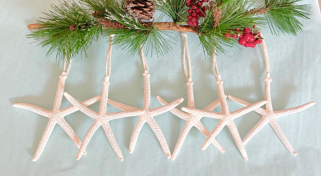 6 Real Starfish Beach Christmas Ornaments - 5"-6" - Many Ribbon/jute ...