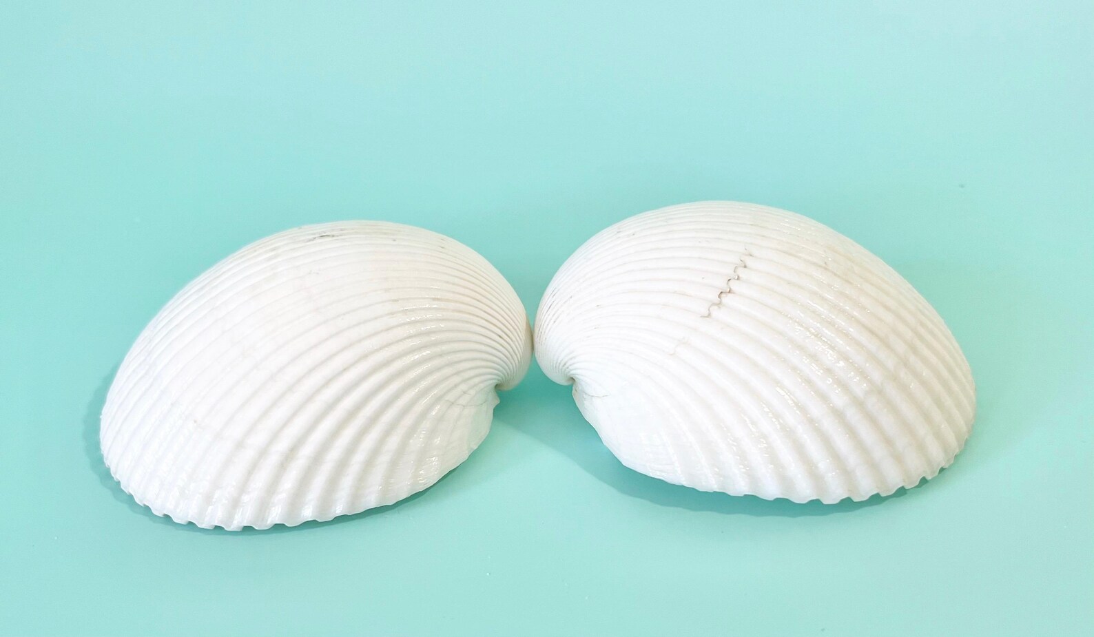Seashell - Large White Cardium Pseudolima Shell Pair - 3.75" Beach ...