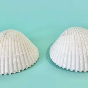 Seashell - Large White Cardium Pseudolima Shell Pair - 3.75" Beach ...
