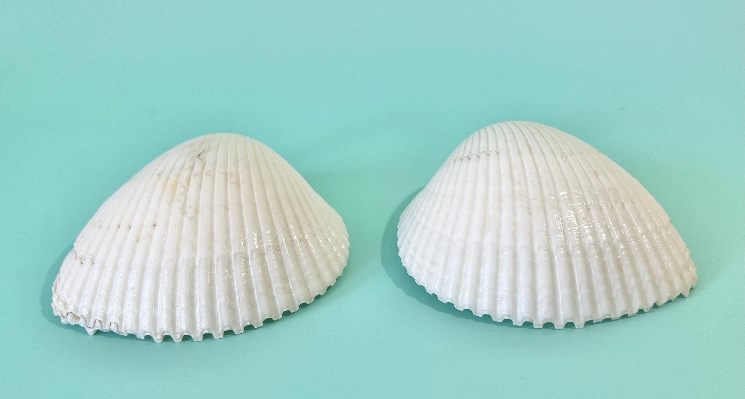 Seashell - Large White Cardium Pseudolima Shell Pair - 3.75" Beach ...