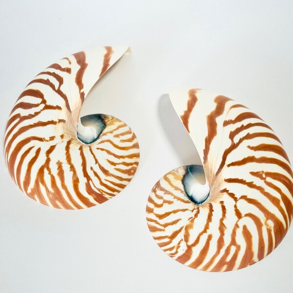 Nautilus Shell - Etsy