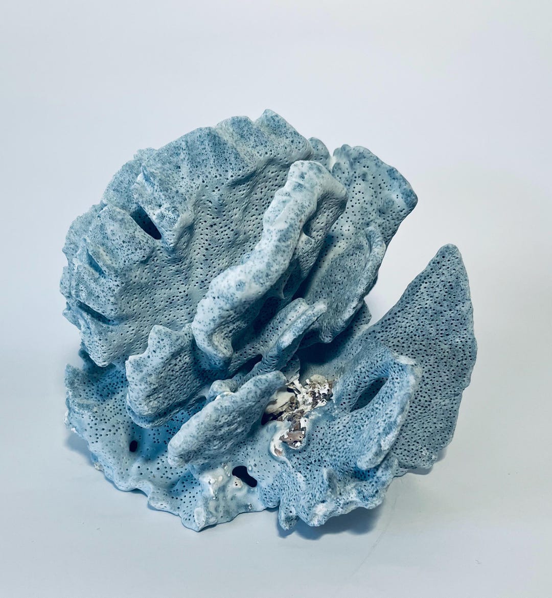 Large Natural Real Corals - (SEE SIZES BELOW) Coastal and Beach Decor ...