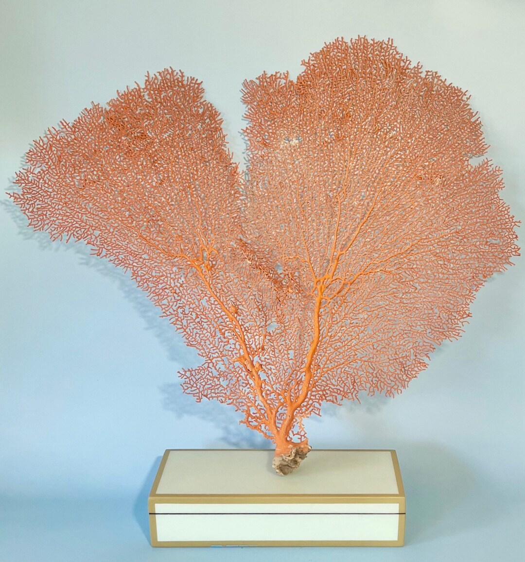 Sea Fan Huge Natural Red Sea Fan 19.5 X 17 Real Coral, Coastal ...
