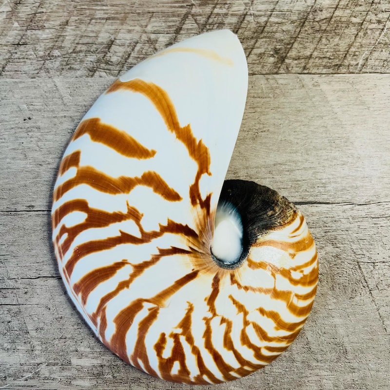 Nautilus Shell - Etsy