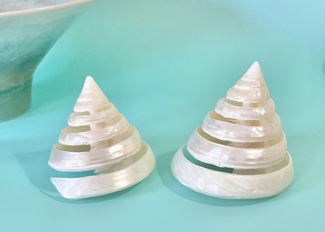 Shells - 2 Swirl Cut Pearl Trochus Shells - 2.25"-2.5" - Seashells Bulk ...