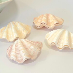 Seashell - Double Ruffled Polished Squamosa Shell - 3"+ Sold ...