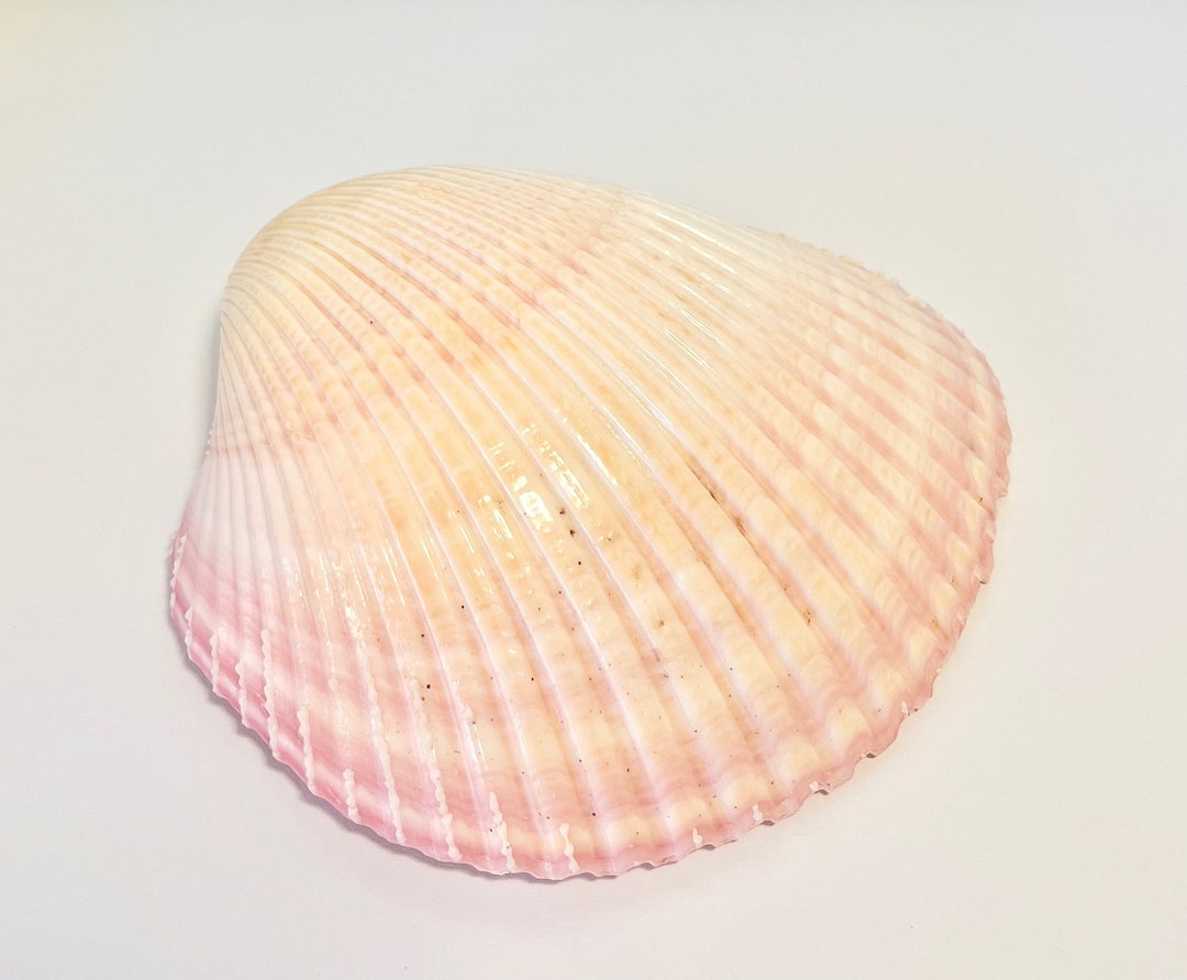 Seashell - Large Cardium Pseudolima Pink Shell - 3 Sizes - Sold ...
