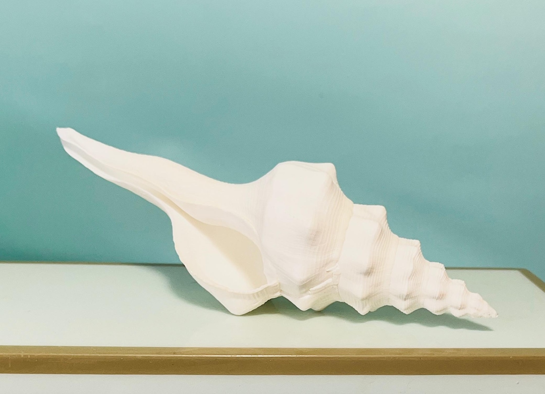 Seashells - Real Spindle Shell - 6.5"-8.5" Sold Individually - Fusinus ...