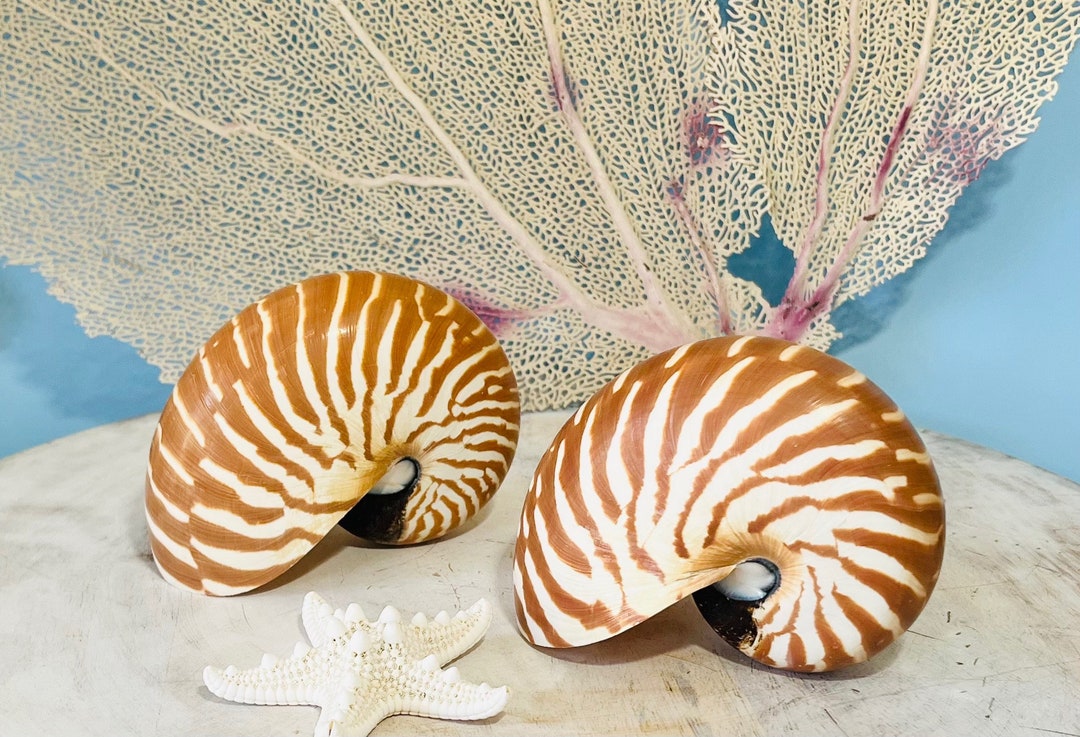 Nautilus Shells Real Genuine Nautilus 44.5 Sold Individually FREE ...
