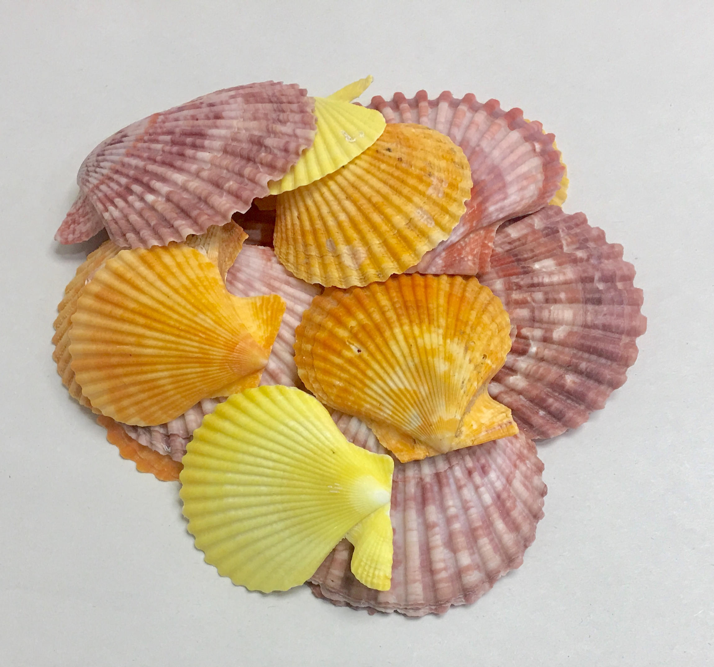Seashells 5 Pecten Nobilis Shells Naturally Colored in | Etsy