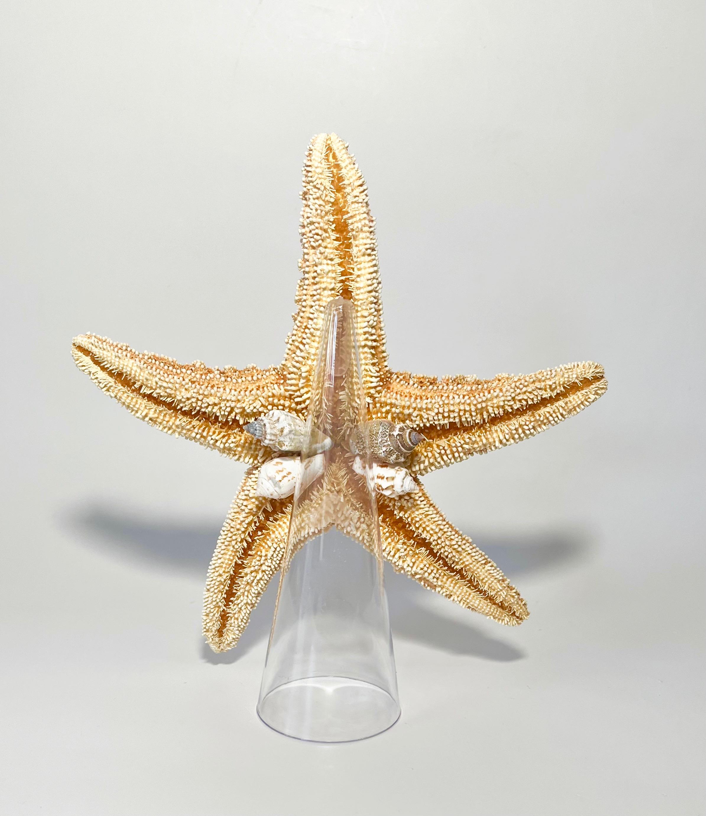 Starfish Christmas Tree Topper - 2 Sizes - Christmas Decoration Beach ...